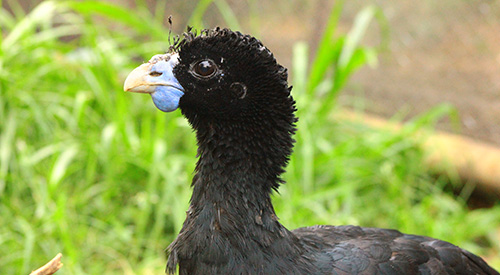 | Parque de la Conservación